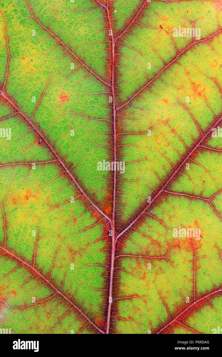 Autumn various colors - from green to red and yellow - in one oak leaf ...