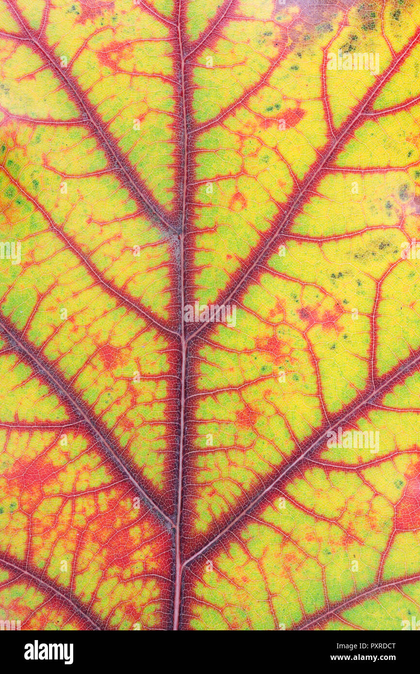 Real blood veins hi-res stock photography and images - Alamy