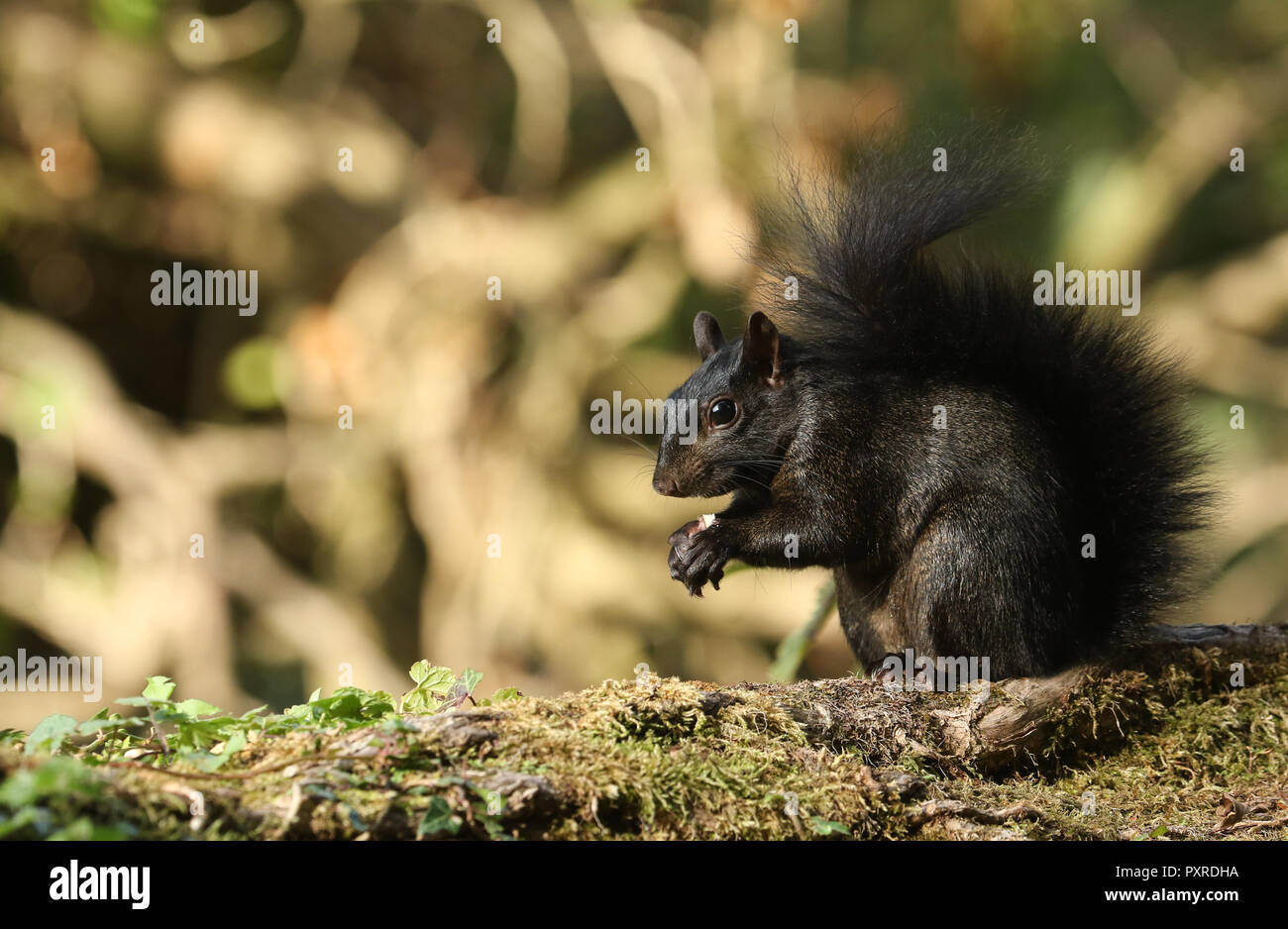 A rare cute Black Squirrel (Scirius carolinensis) eating a nut sitting ...
