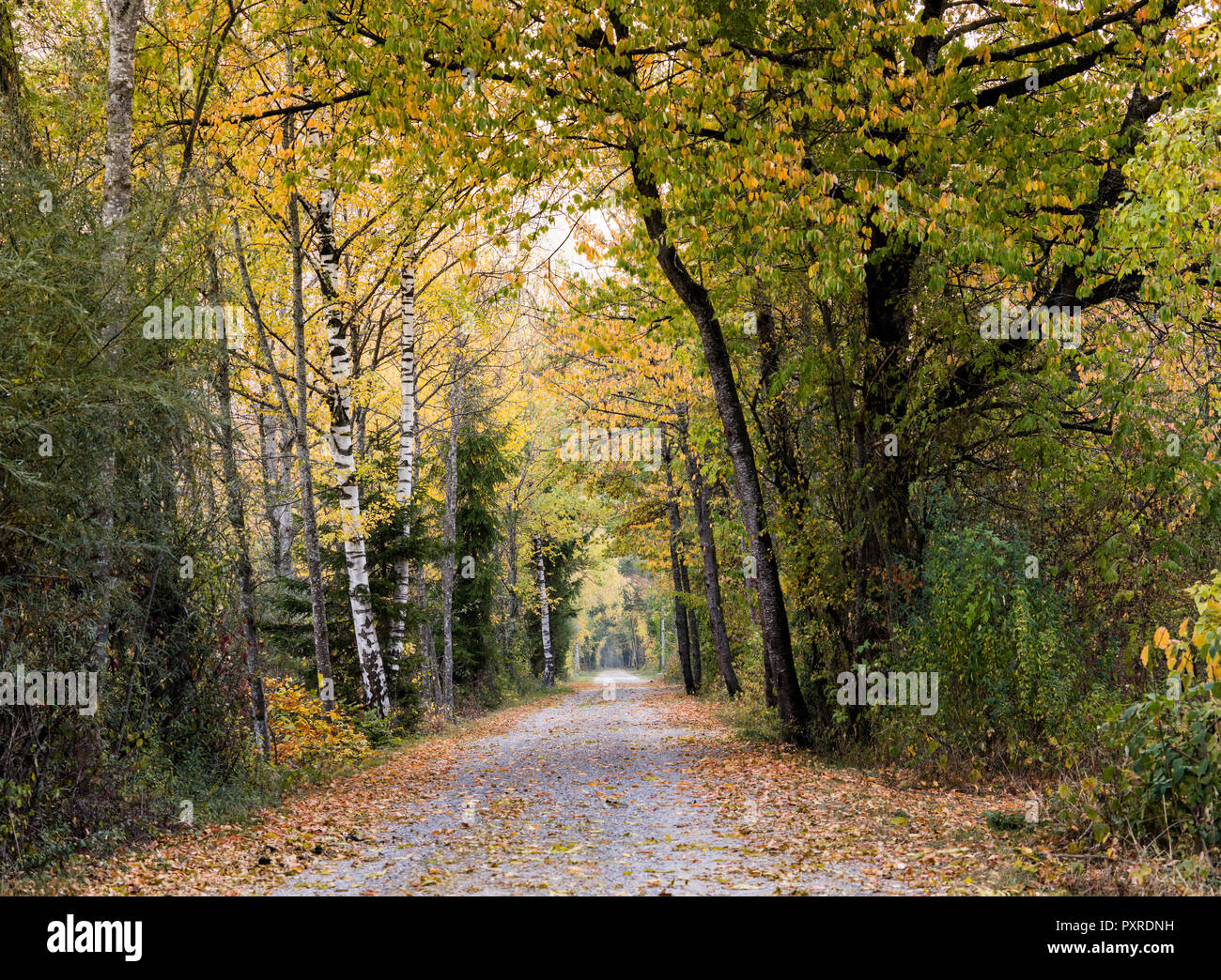 long gravel path leading through a canopy of fall foliage color forest ...
