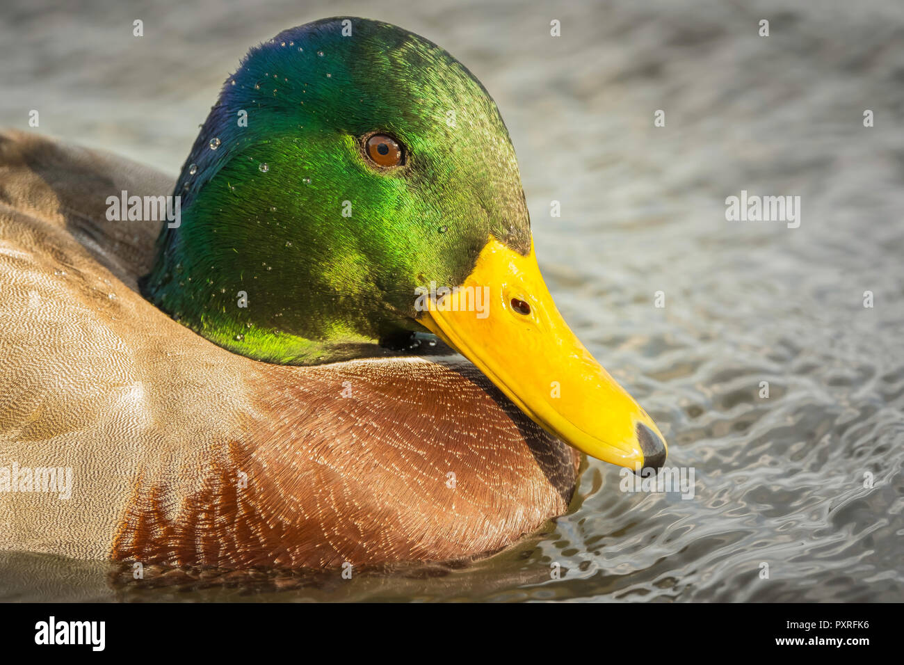 Mallard and drake hi-res stock photography and images - Alamy