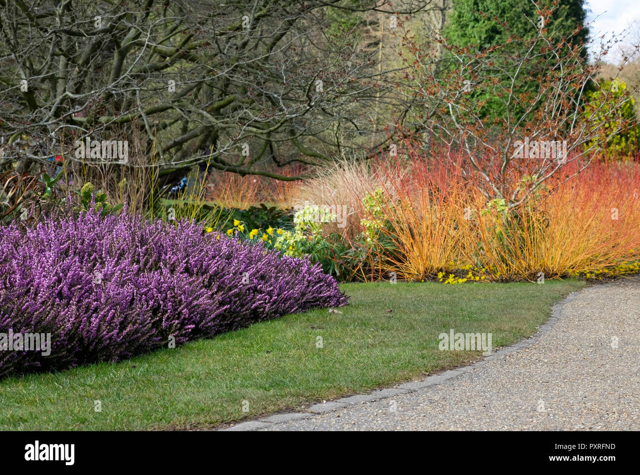 Heather border garden path hi-res stock photography and images - Alamy