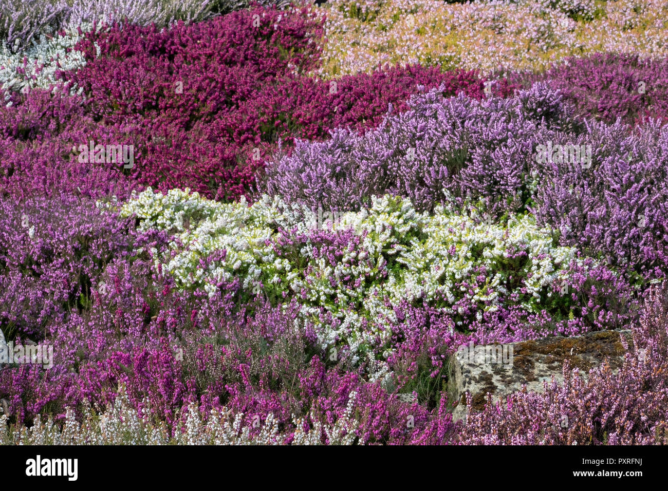 Mixed shades of heather in winter garden Stock Photo - Alamy