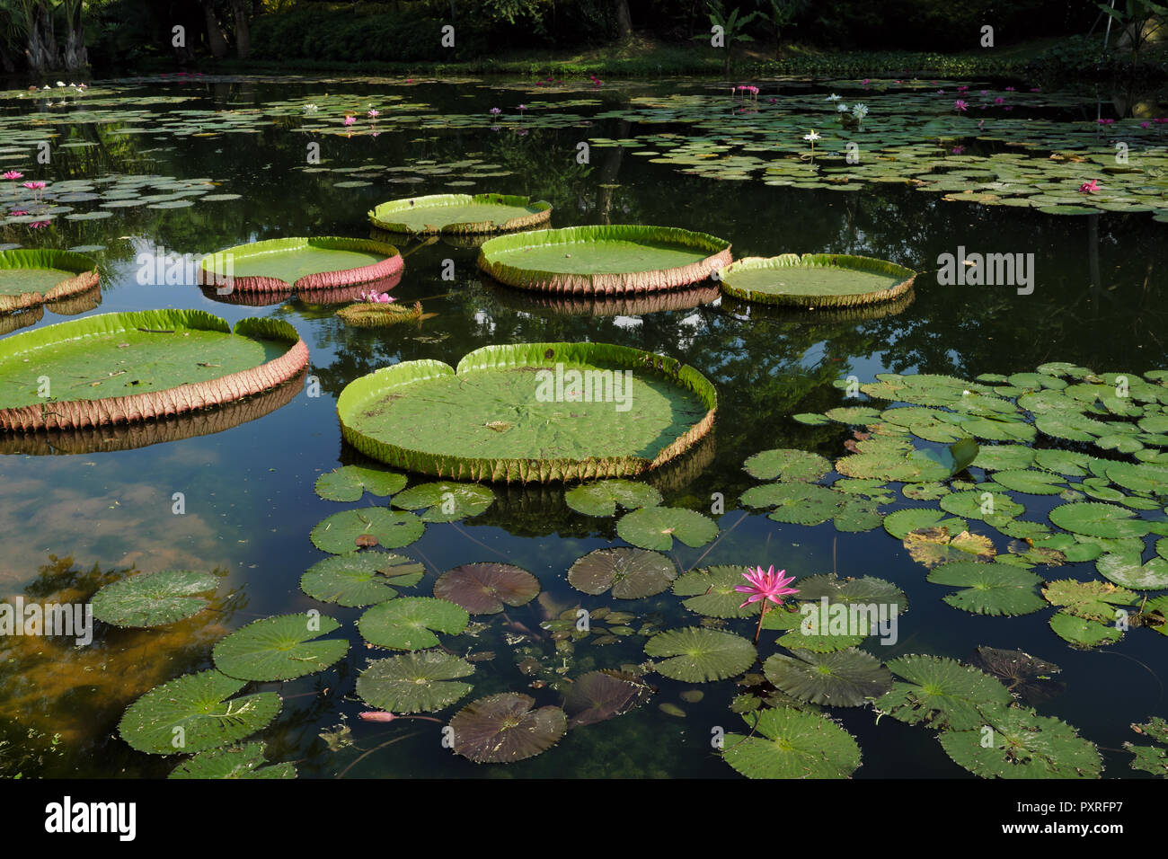 A lotus pond in Gardens by the Bay, Singapore Stock Photo - Alamy