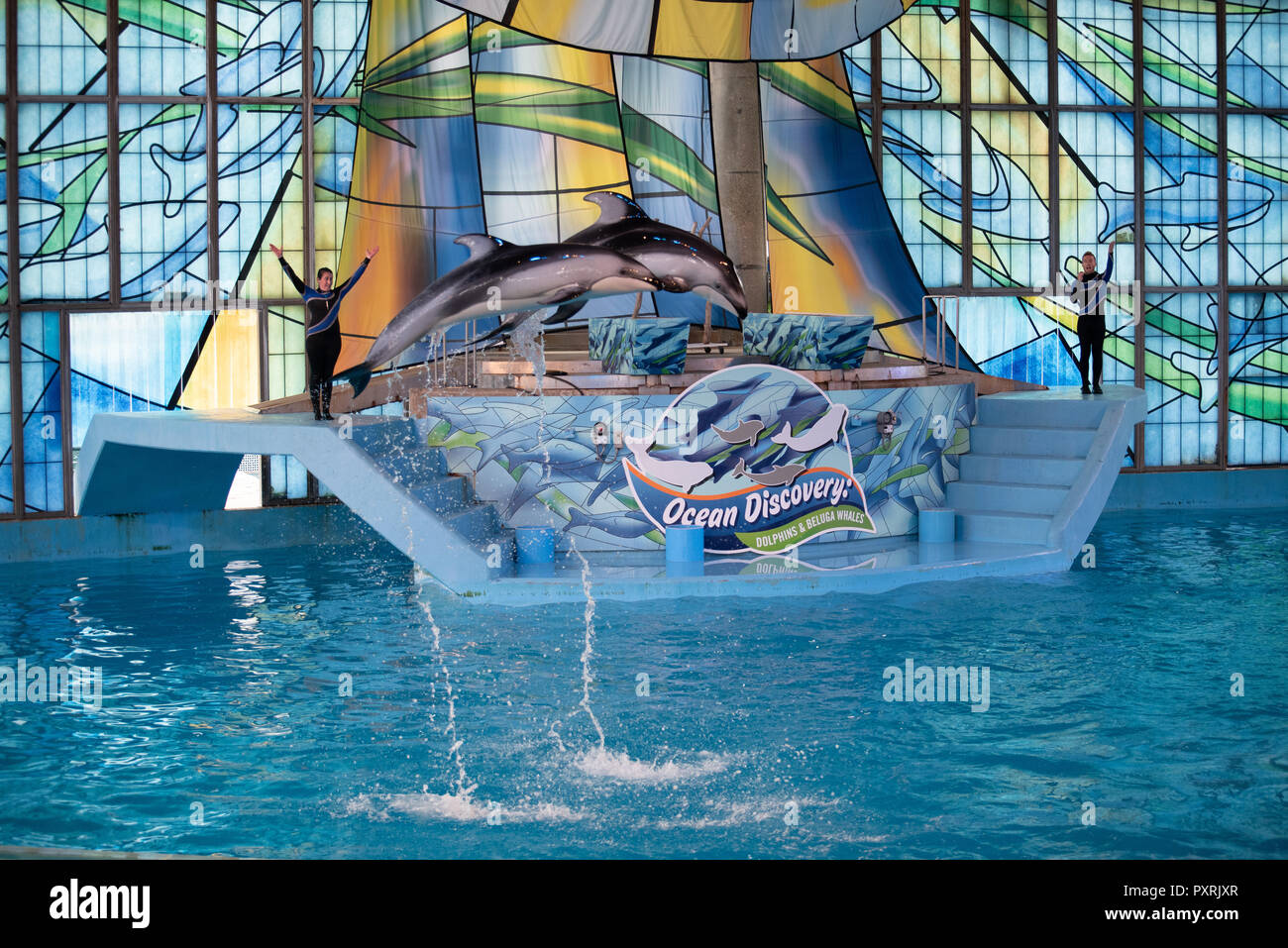 Dolphin shows in sea world san antonio hi-res stock photography and ...