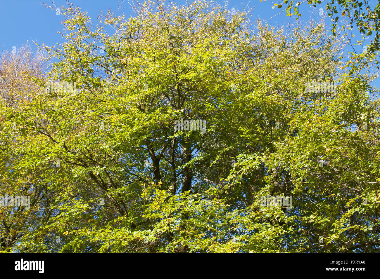 London,UK,24th October 2018,People enjoy the glorious warm Autumn ...