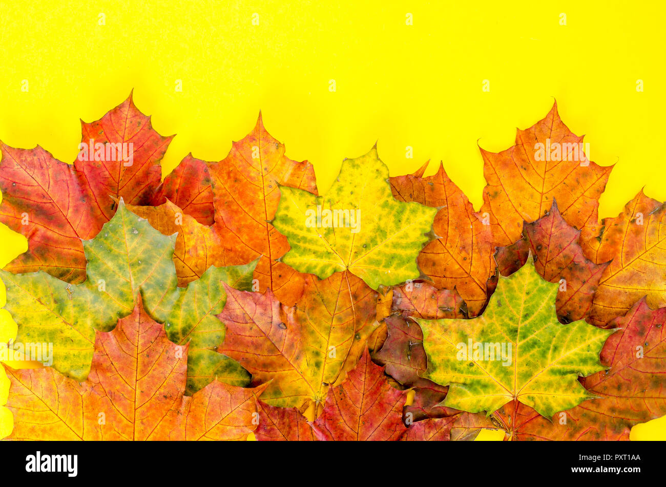 Creative autumn layout of maple leaves on bright background. Studio ...