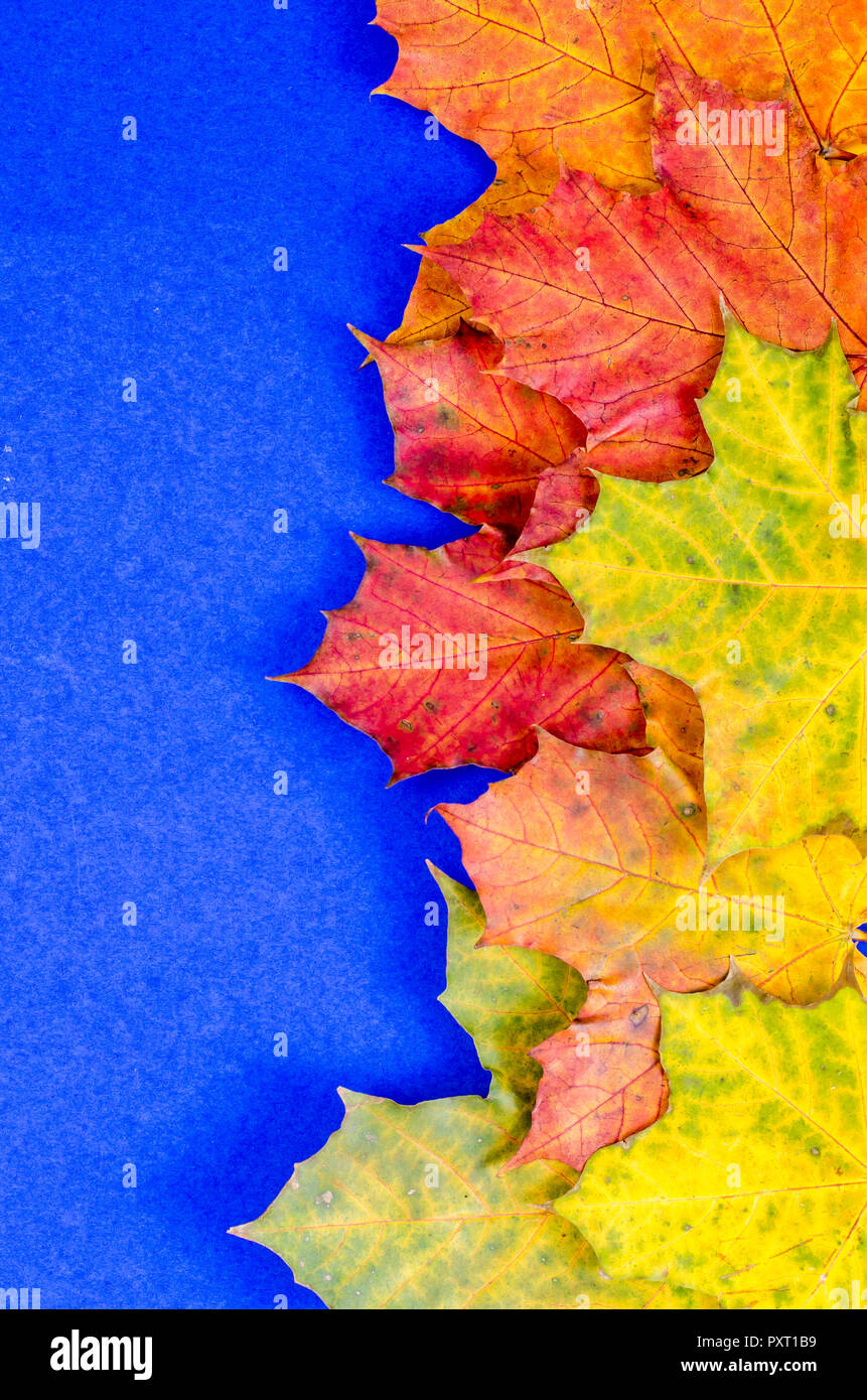 Creative autumn layout of maple leaves on bright background. Studio ...