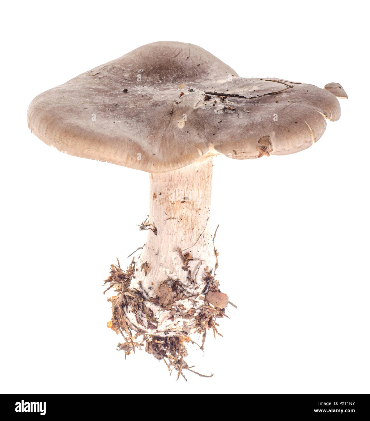 Mushroom tree magic forest Cut Out Stock Images & Pictures - Alamy