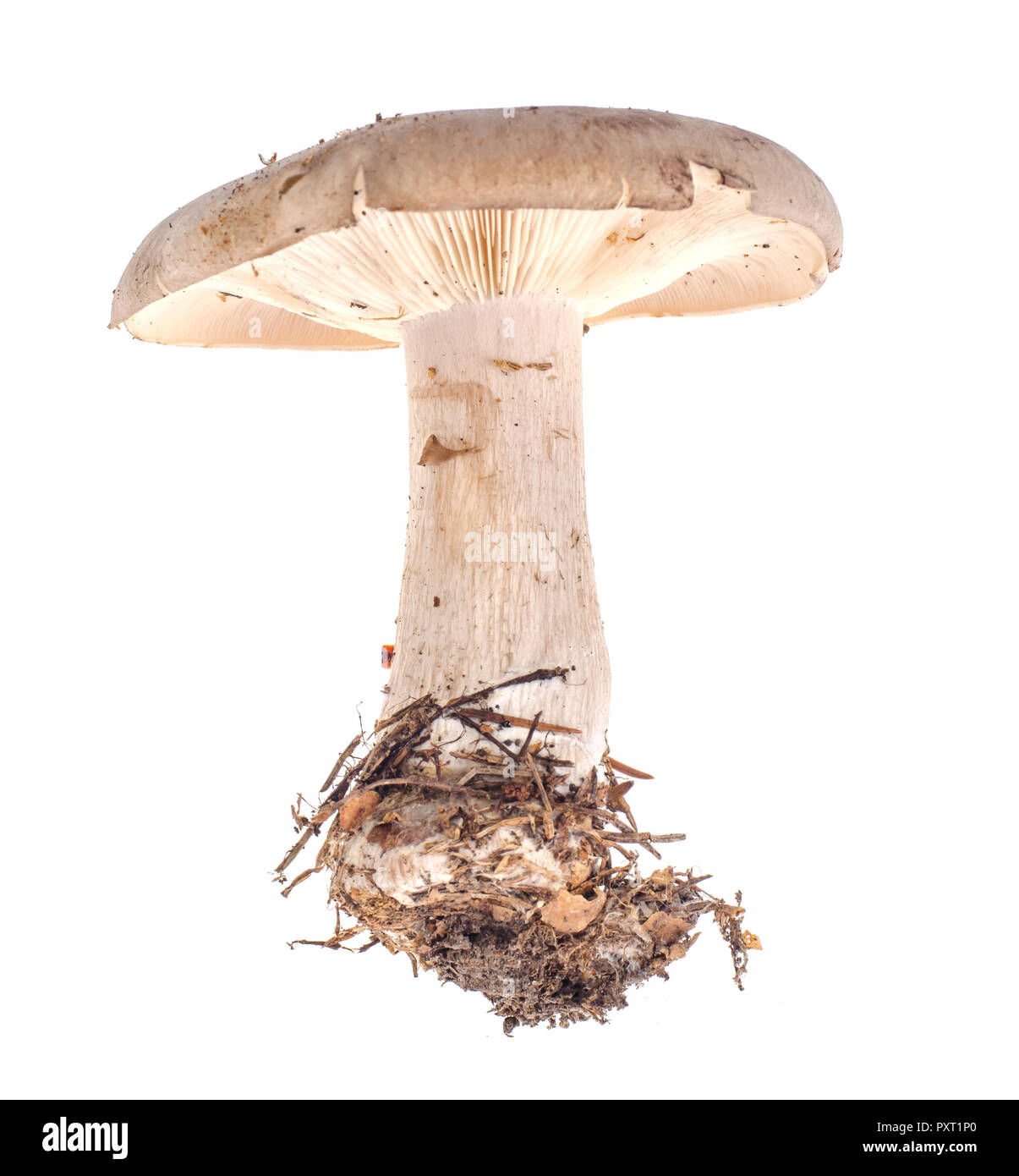 Mushroom tree magic forest Cut Out Stock Images & Pictures - Alamy