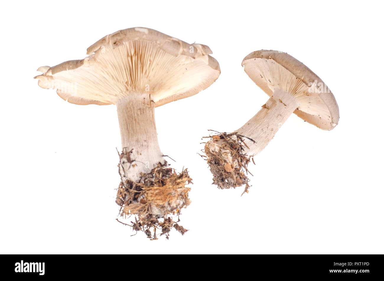 Autumn wild forest mushrooms. Studio Photo Stock Photo - Alamy