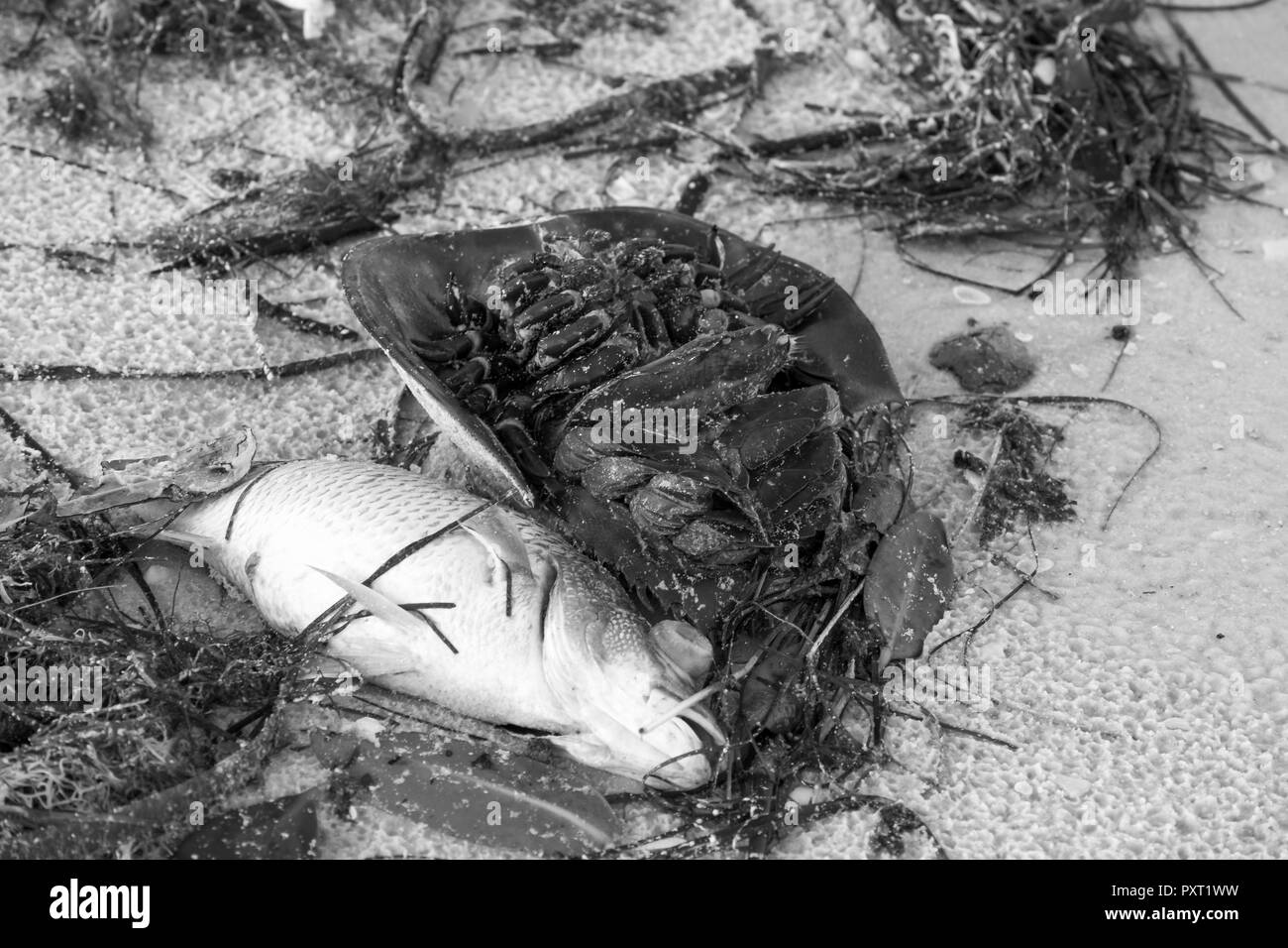 Dead sea creatures hi-res stock photography and images - Alamy