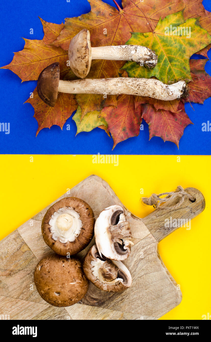 Layout edible forest mushrooms hi-res stock photography and images - Alamy