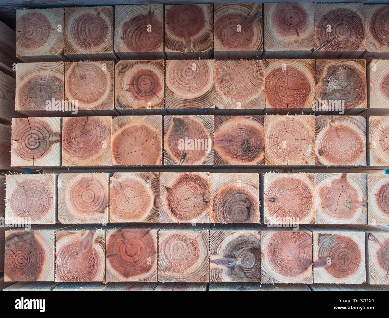 Square trunk tree hi-res stock photography and images - Alamy