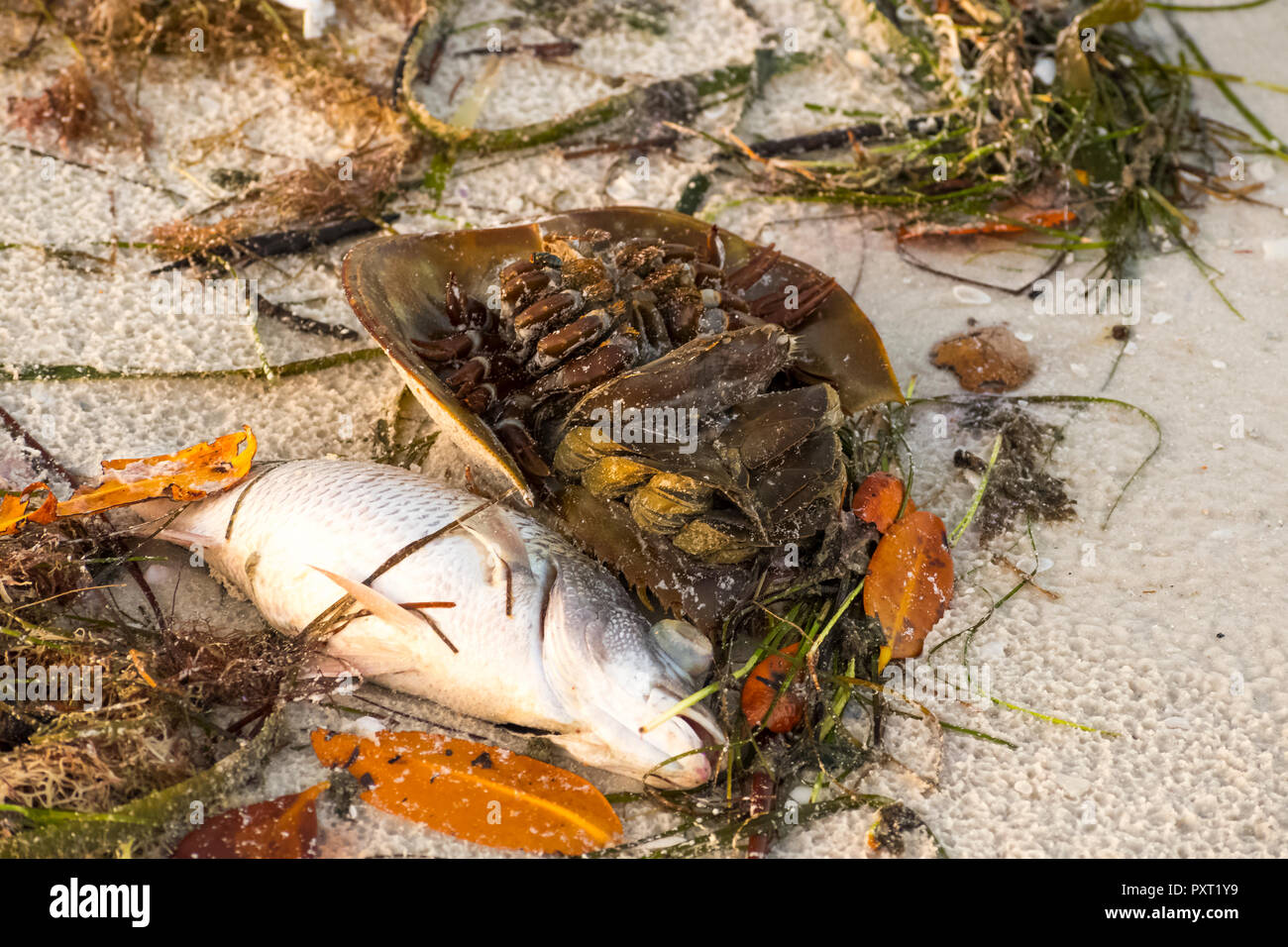 Dead sea creatures hi-res stock photography and images - Alamy