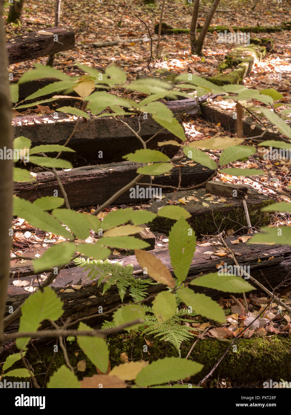 Autumn woodland floor, Beacon Wood Country Park, England, United ...