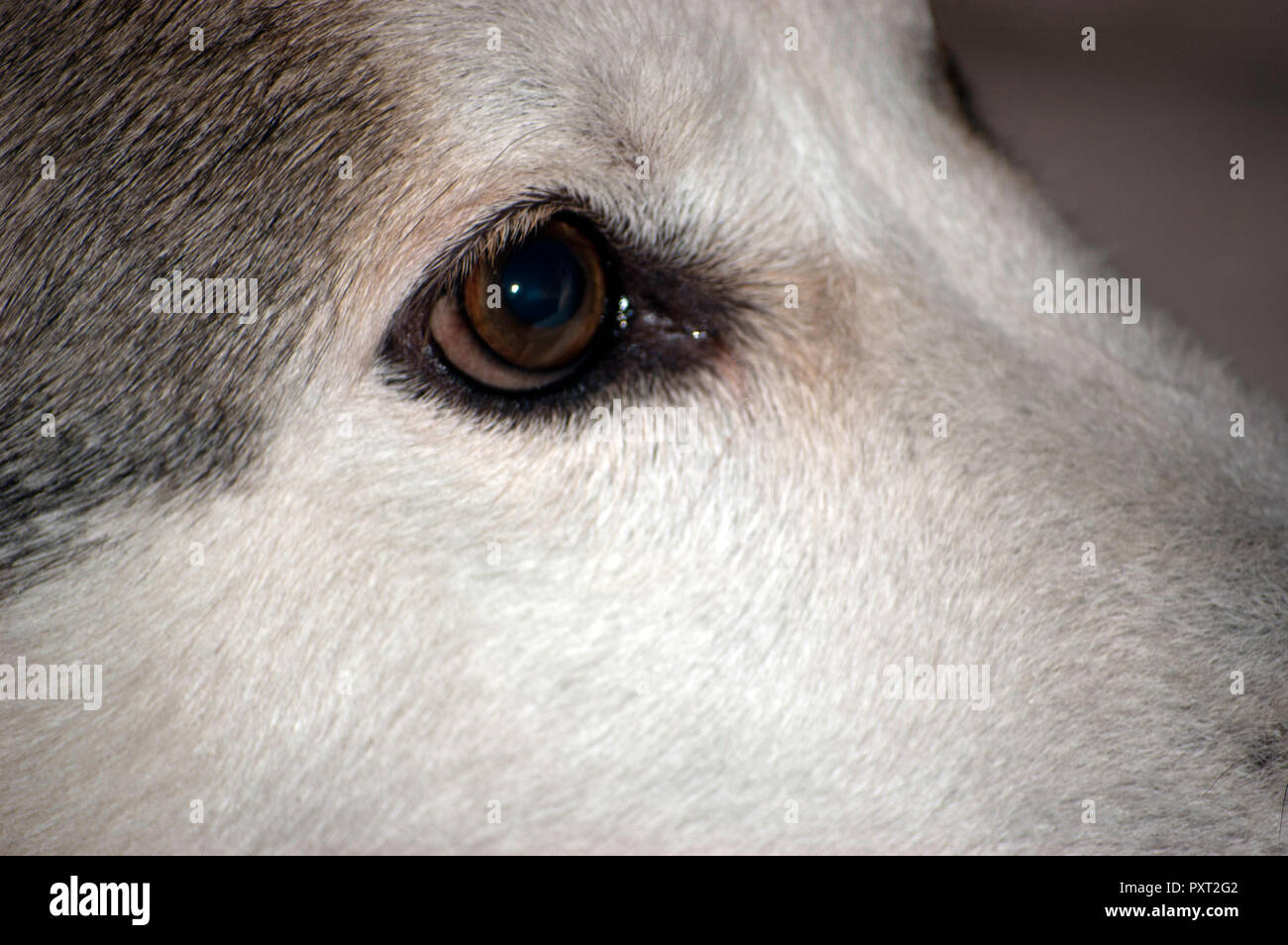 Close up dogs hi-res stock photography and images - Alamy