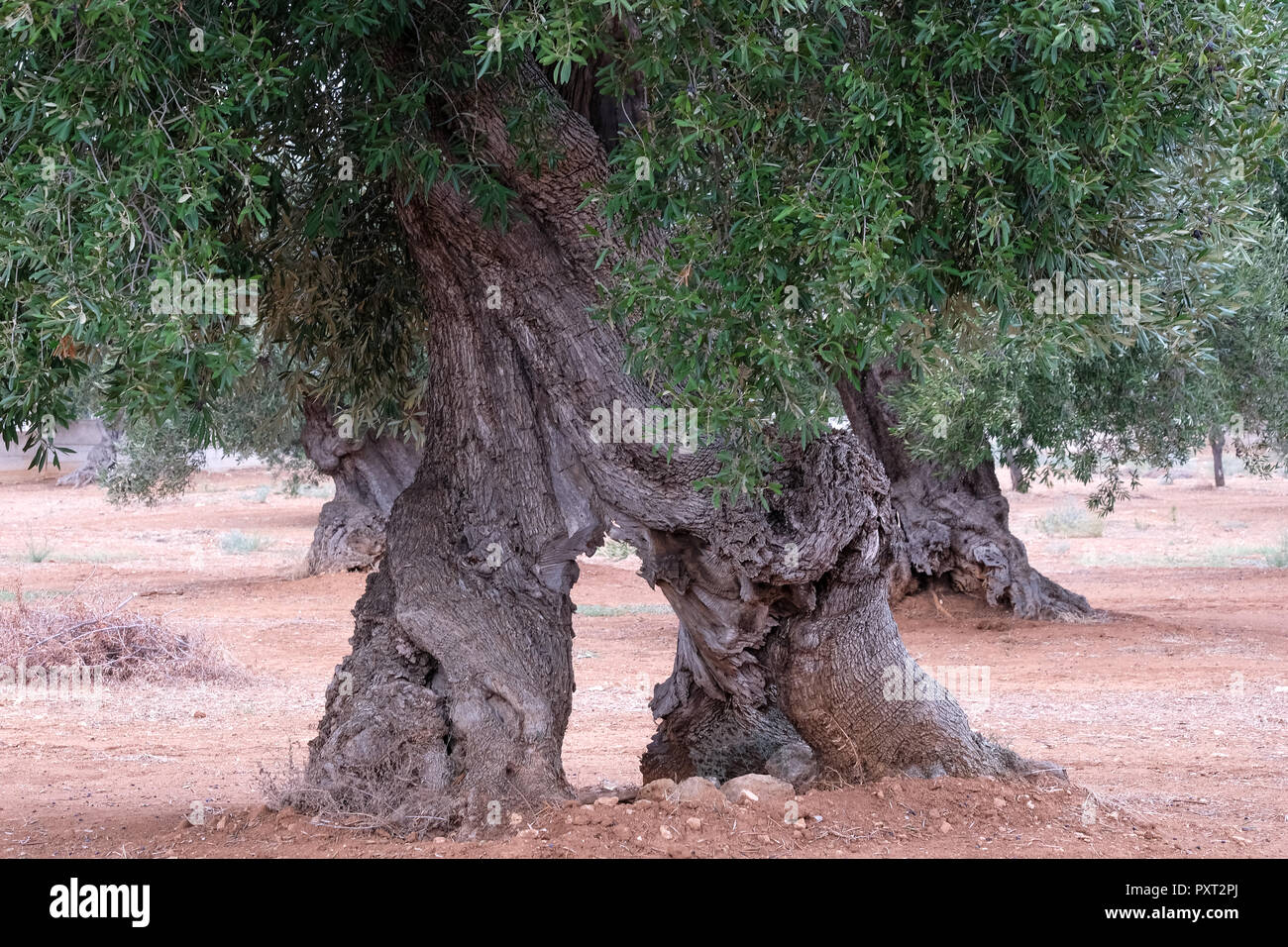 Old, gnarled olive trees in a field near Alberobello in Puglia, South ...