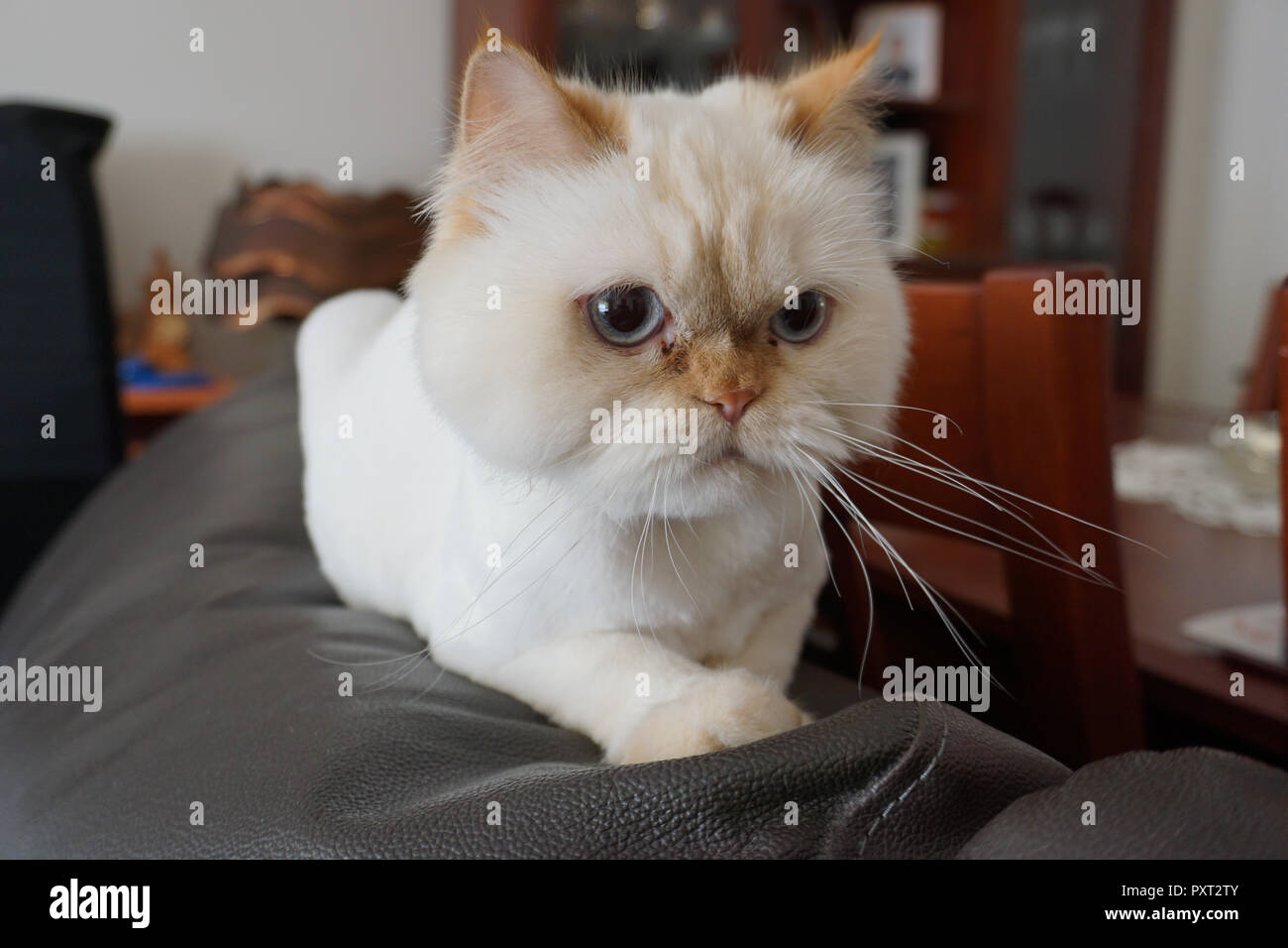 Angry white persian cat posing for camera Stock Photo - Alamy