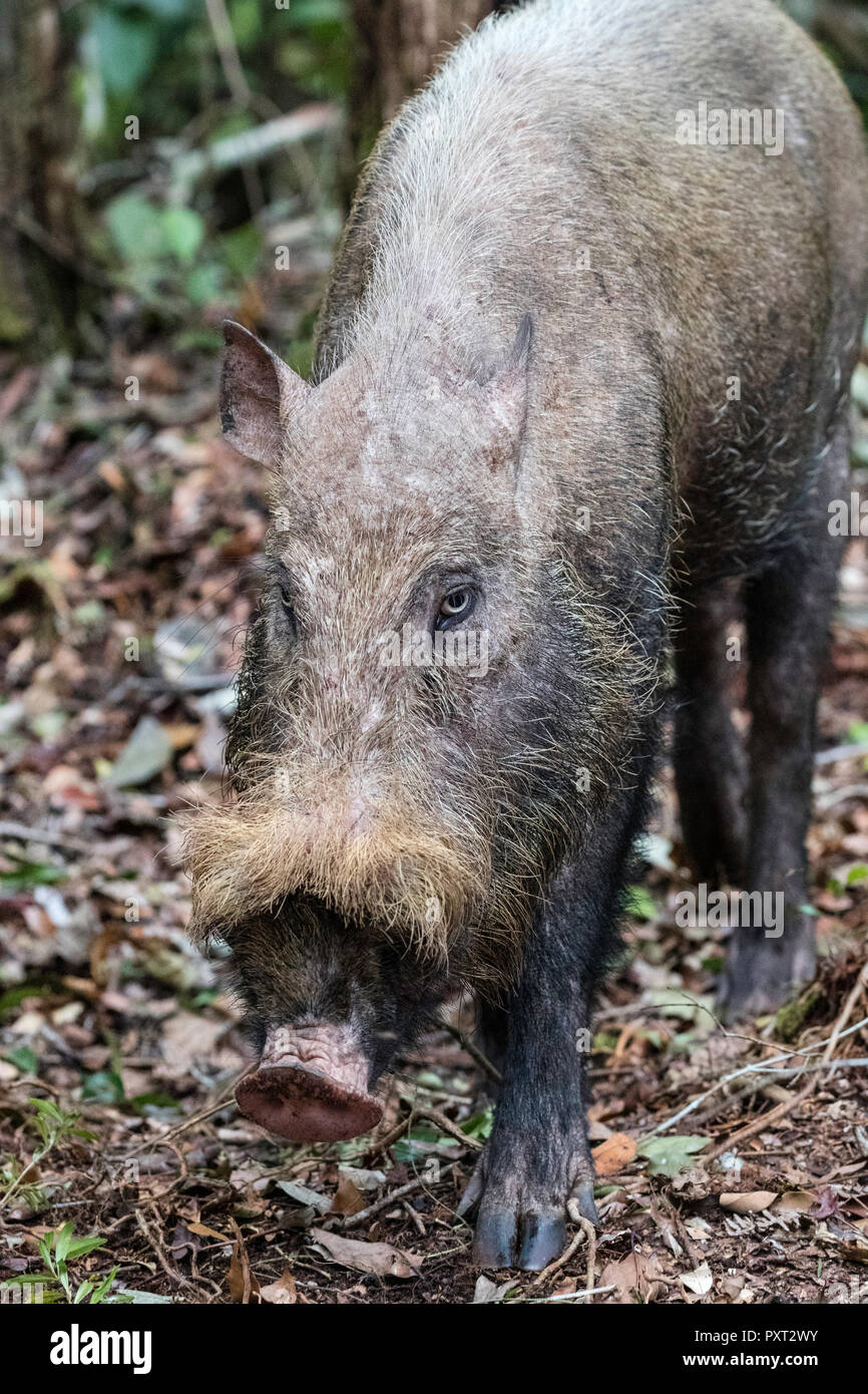 Bearded pig hi-res stock photography and images - Alamy