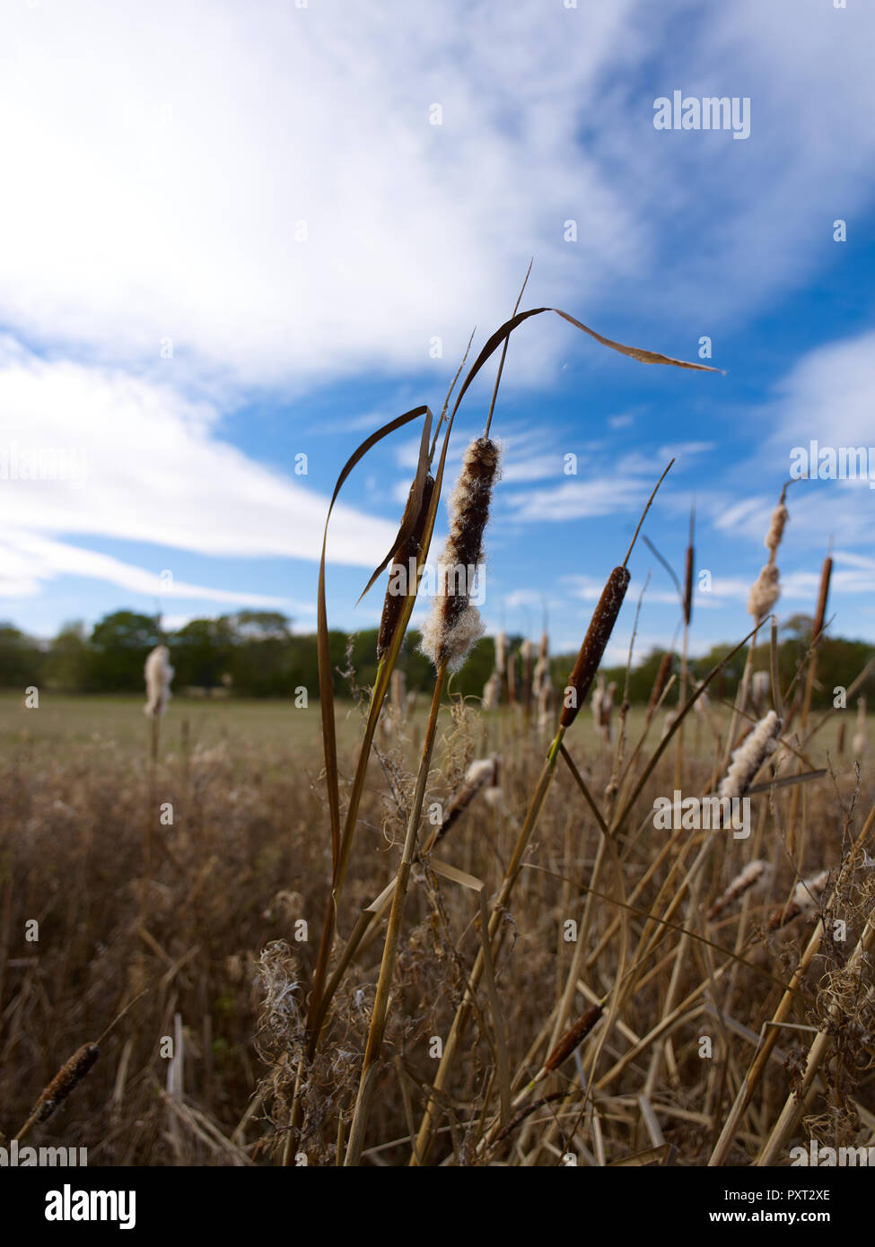 Cattails bulrushes wetland plants typha hi-res stock photography and ...