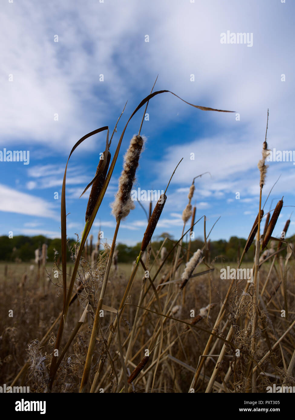 Moses in the ark of the bulrushes hi-res stock photography and images ...