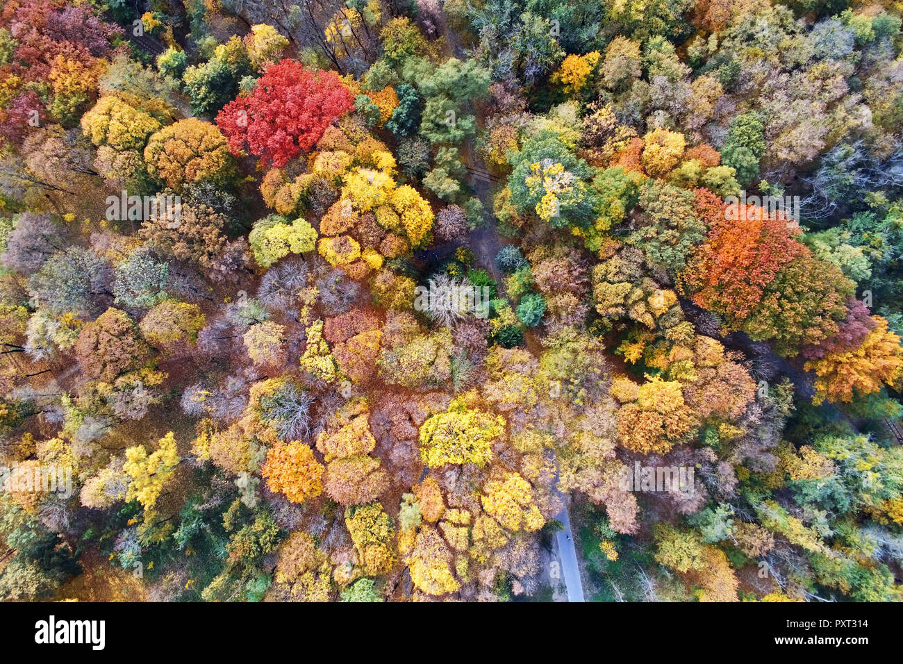Tree walpaper hi-res stock photography and images - Alamy