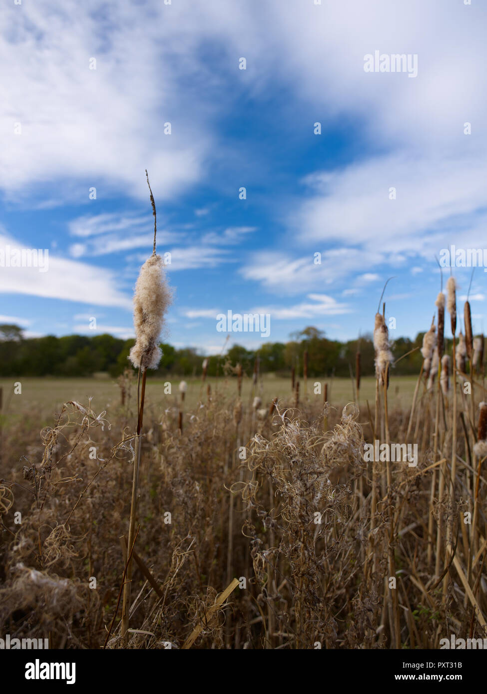Ark of bulrushes hi-res stock photography and images - Alamy