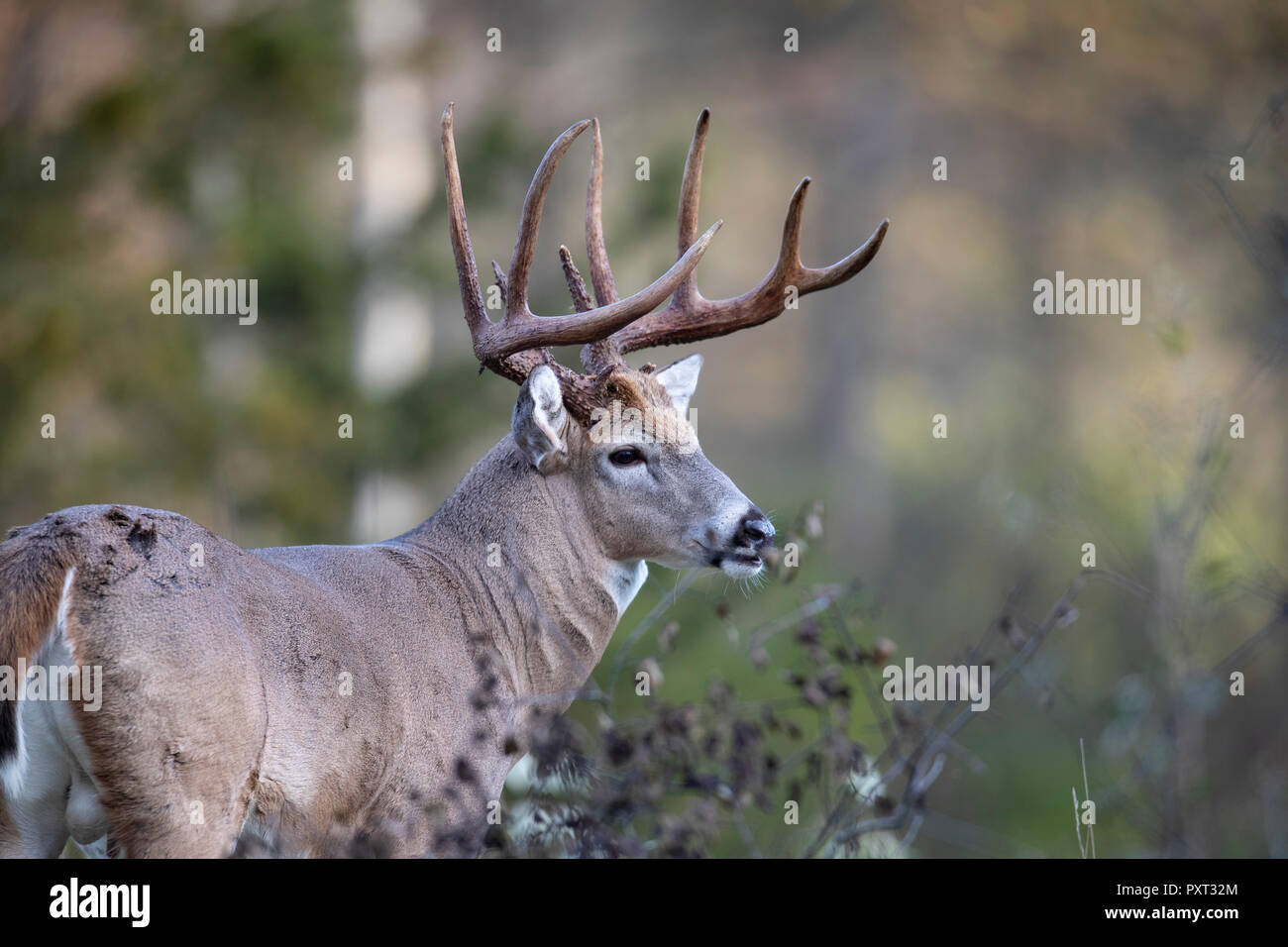 Monster Whitetail Deer Buck Fighting