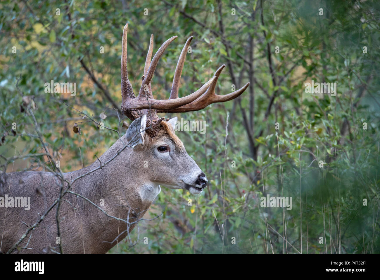 Whitetail deer and forest hi-res stock photography and images - Alamy