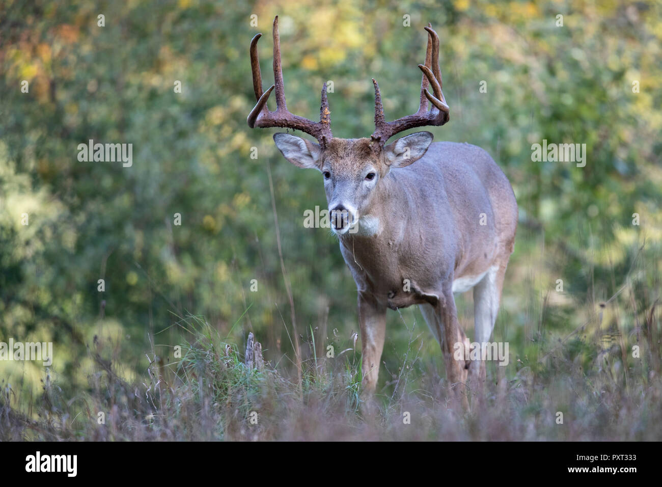Whitetail Buck In The Fall