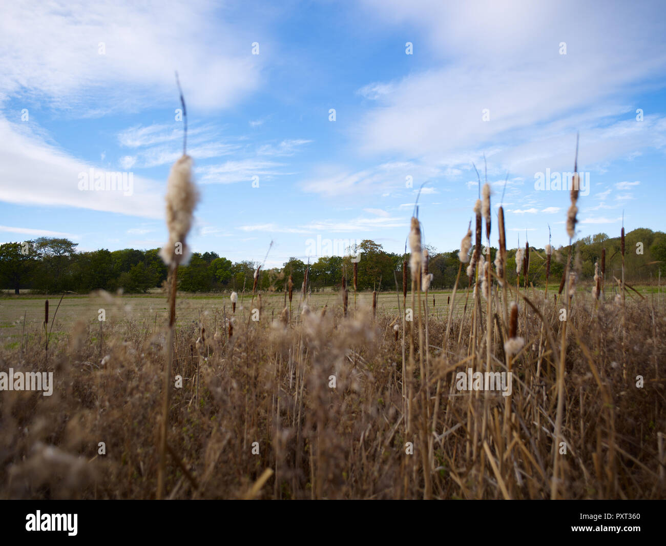 Cattails bulrushes wetland plants typha hi-res stock photography and ...