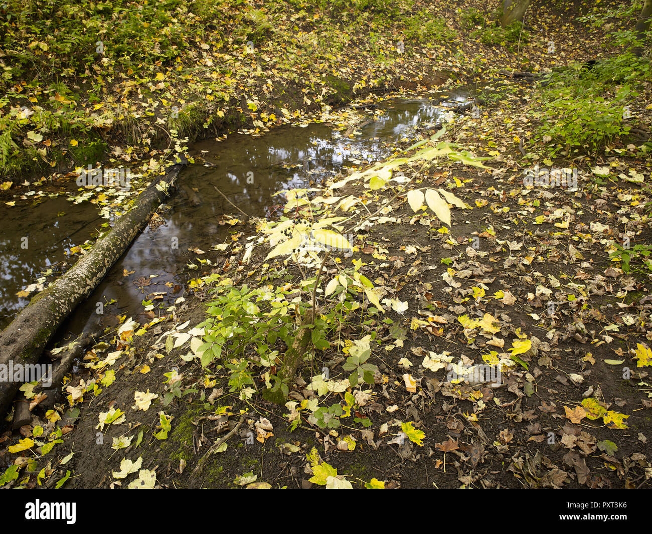 Trunk reaping hi-res stock photography and images - Alamy