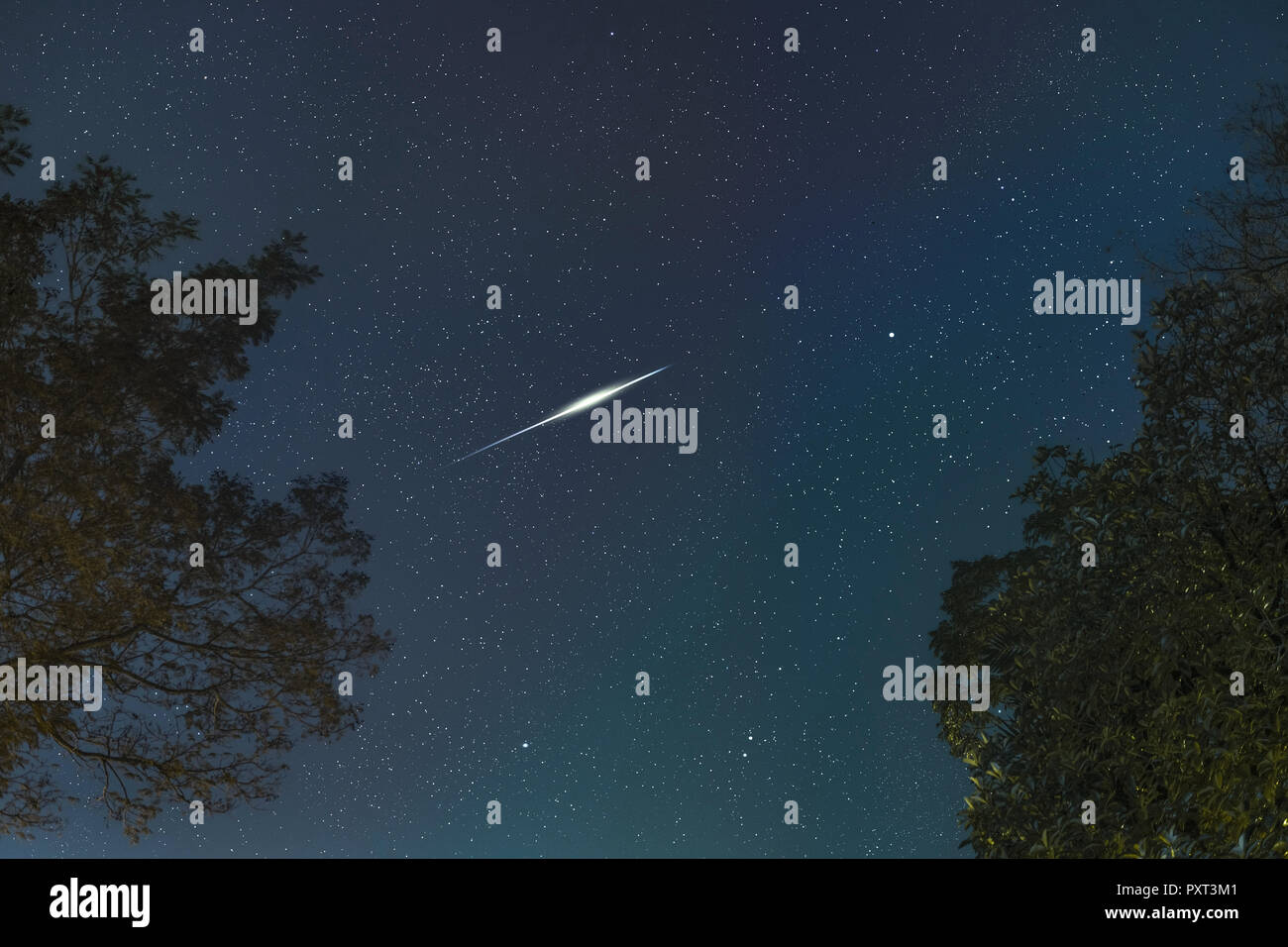 Stars between trees hi-res stock photography and images - Alamy