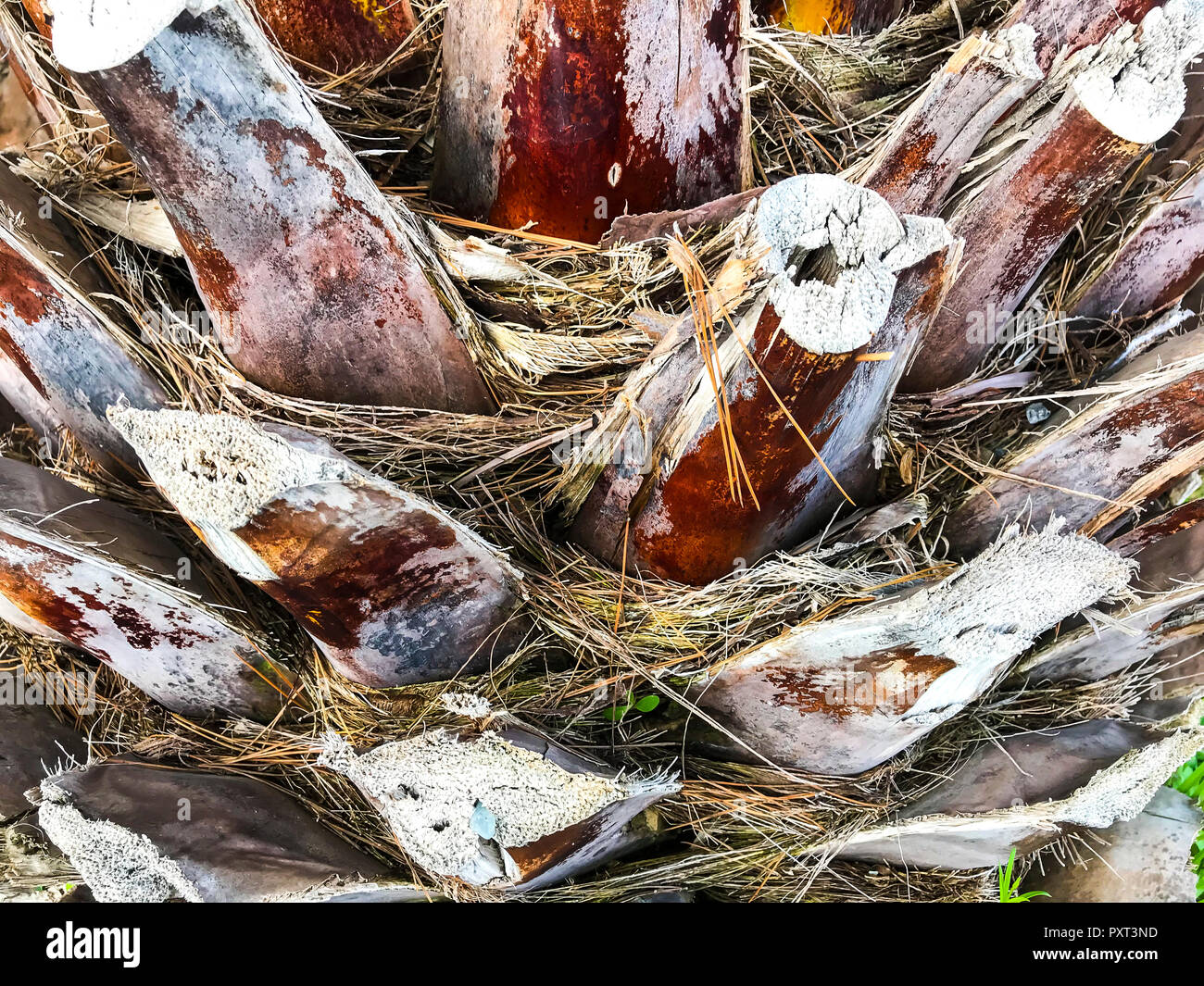 Natural tropical palm tree bark. Studio Photo Stock Photo - Alamy
