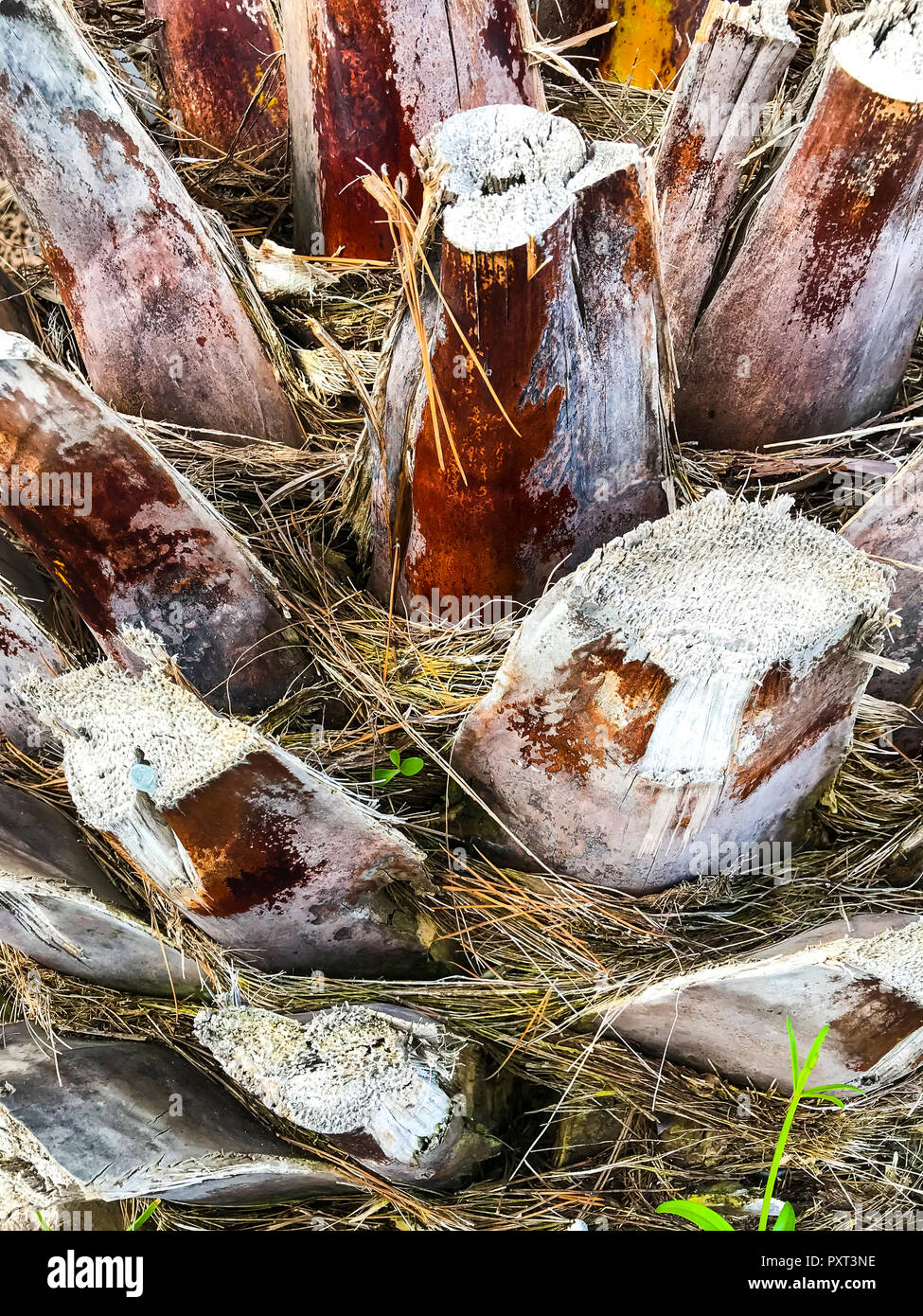 Natural tropical palm tree bark. Studio Photo Stock Photo - Alamy