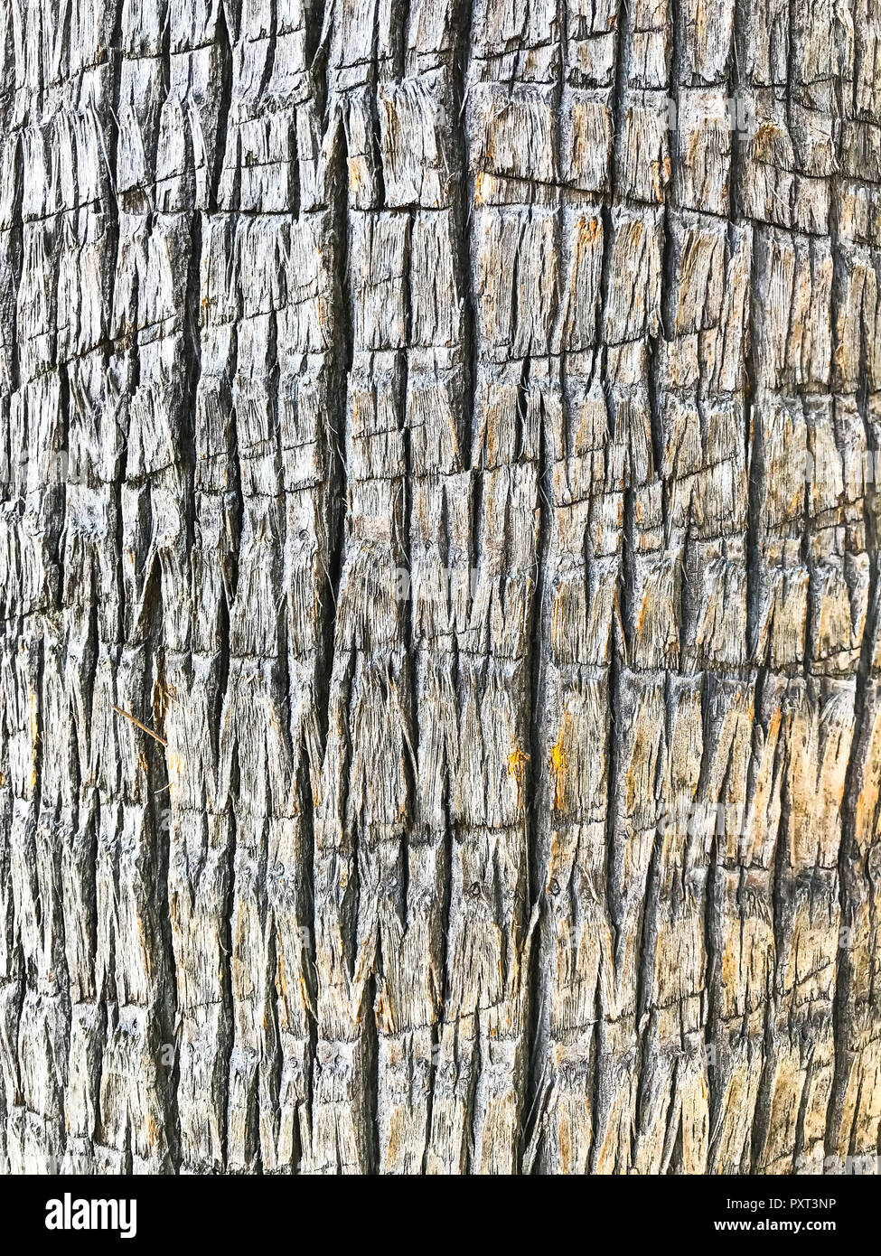 Natural tropical palm tree bark. Studio Photo Stock Photo - Alamy