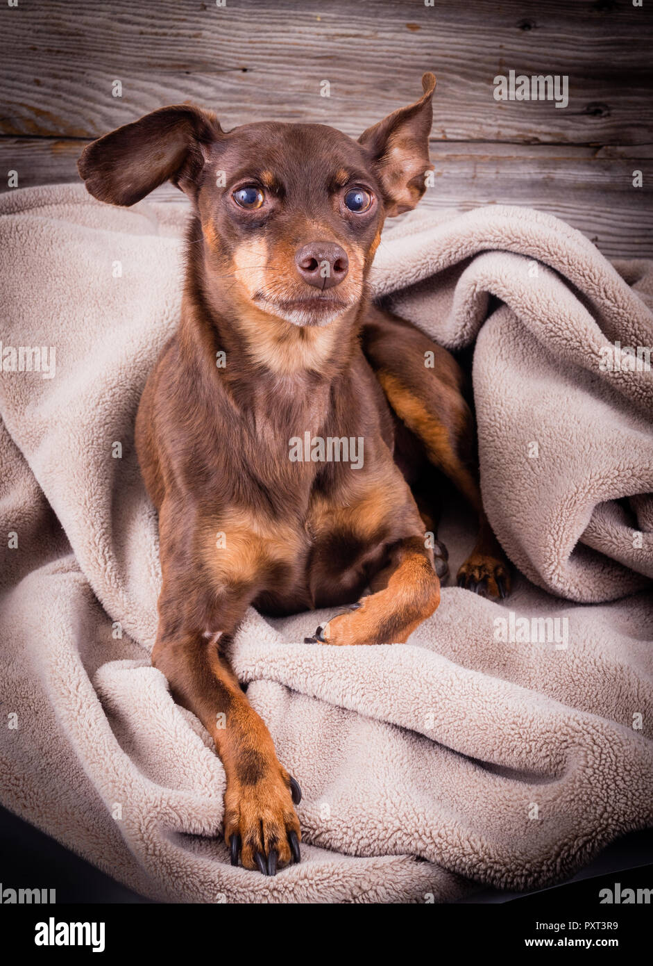 Dog laying male breed hi-res stock photography and images - Alamy