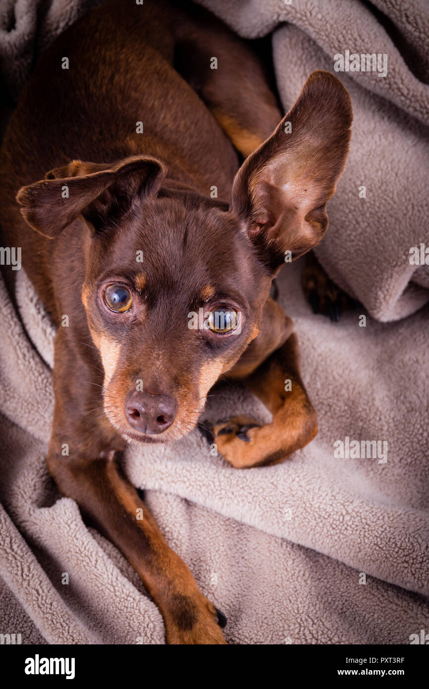 Dog laying male breed hi-res stock photography and images - Alamy