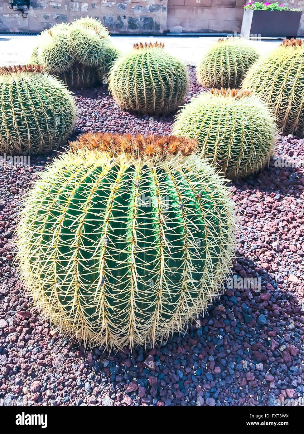 Round big cacti. Studio Photo Stock Photo - Alamy