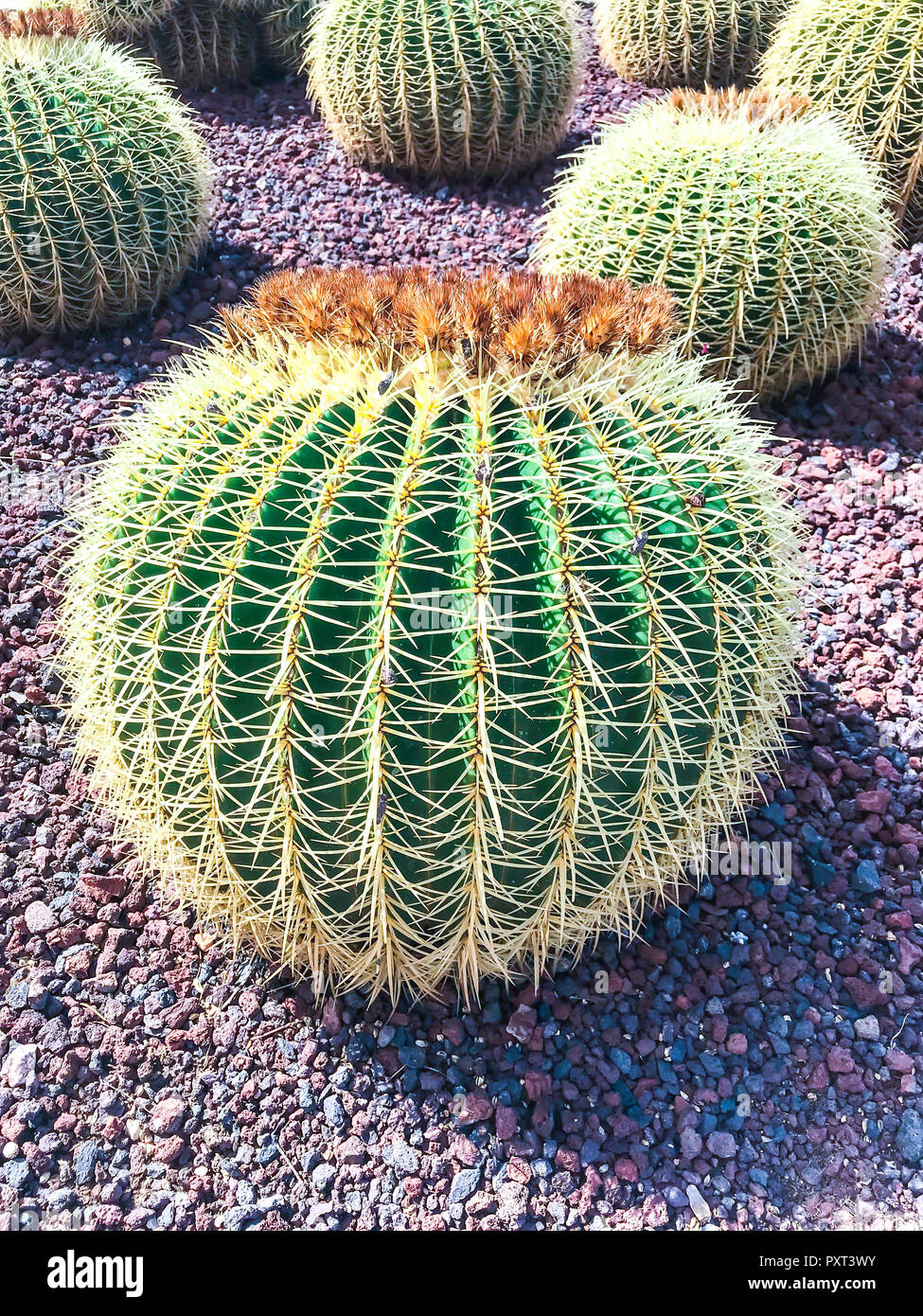 Big round cacti hi-res stock photography and images - Alamy