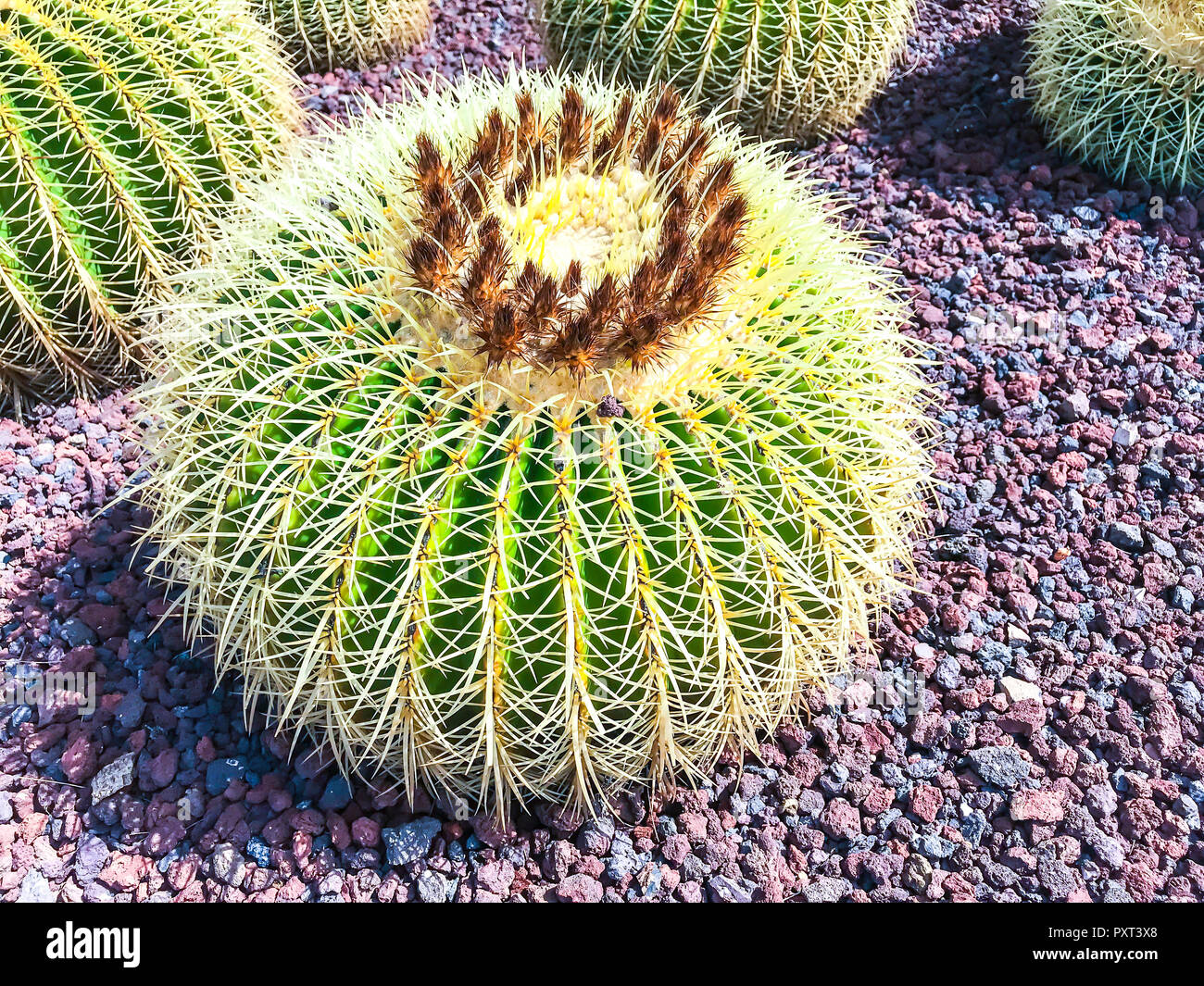 Round big cacti. Studio Photo Stock Photo - Alamy