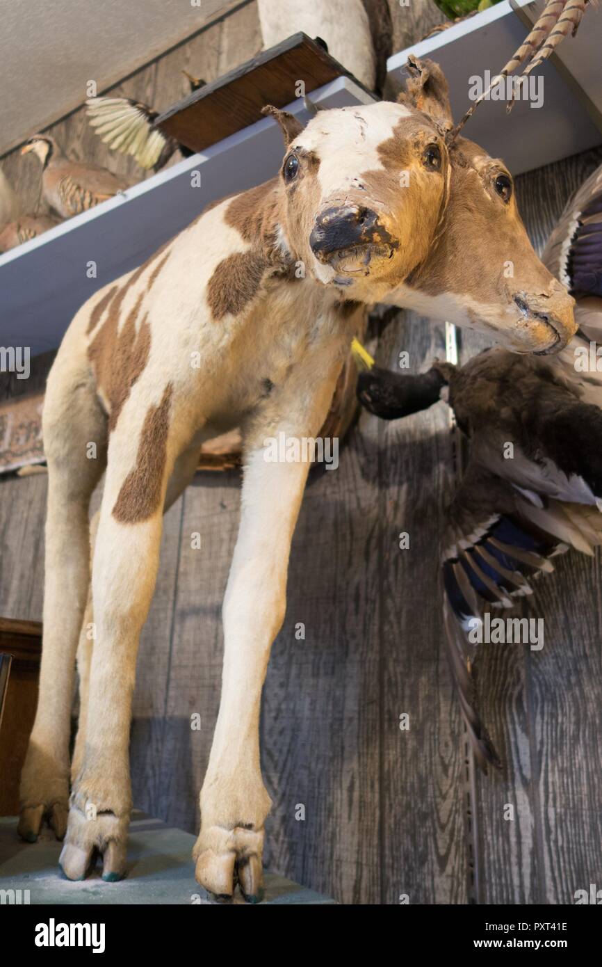 Two headed calf stuffed hi-res stock photography and images - Alamy