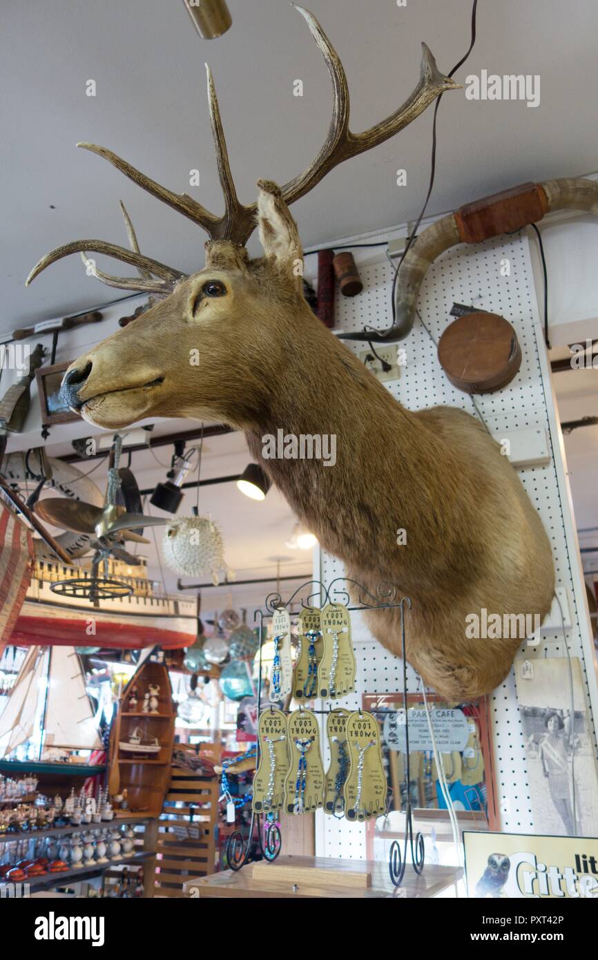 Mounted Deer Head Side View