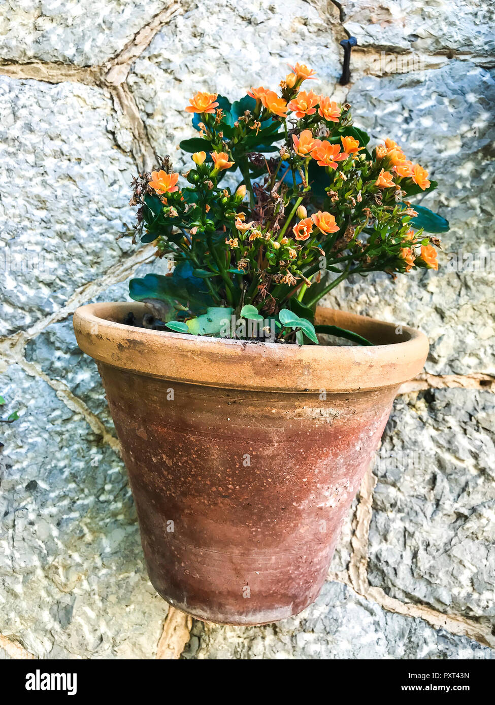 Flower pots on old stone wall. Studio Photo Stock Photo - Alamy