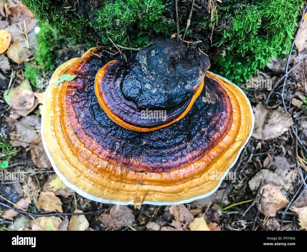 Wild forest mushrooms parasites, growing on trees. Studio Photo Stock ...