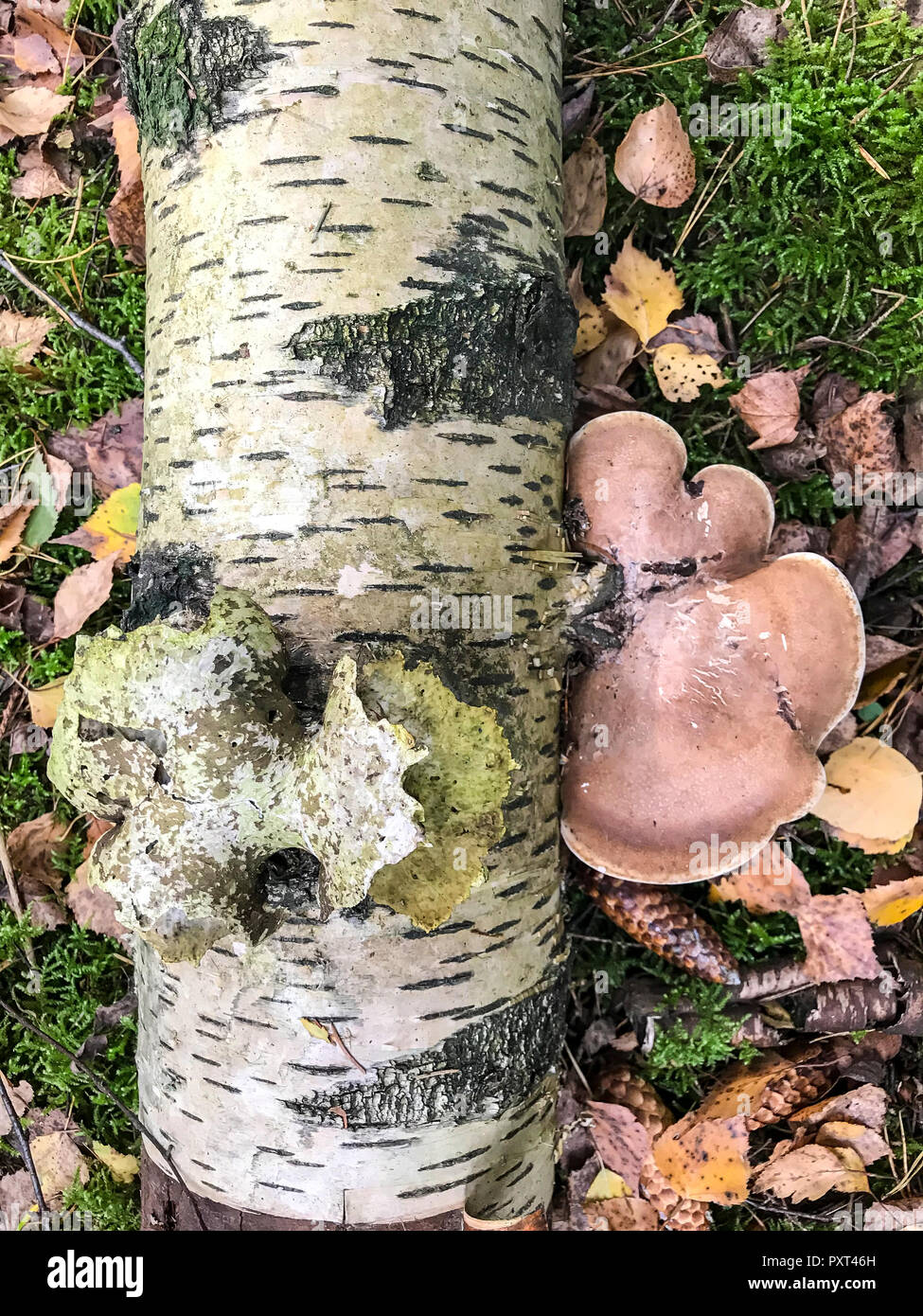 Wild forest mushrooms parasites, growing on trees. Studio Photo Stock ...