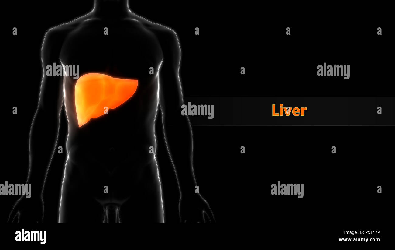 Human Liver Anatomy Stock Photo - Alamy