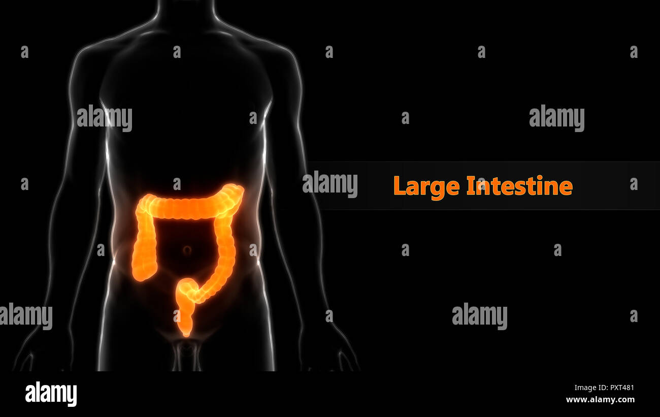 Human Digestive System Large Intestine Anatomy Stock Photo - Alamy