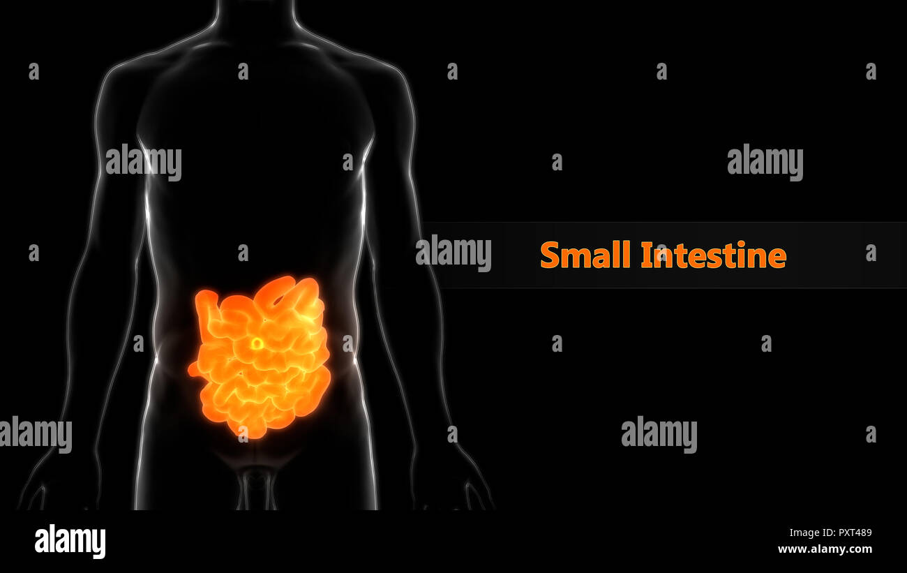 Human Digestive System Small Intestine Anatomy Stock Photo - Alamy